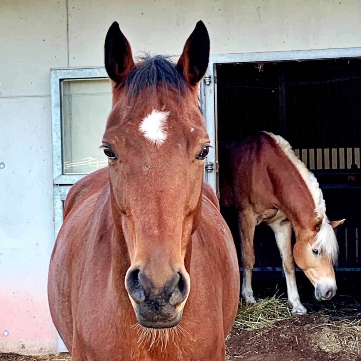 Pferde-Expertin Julia Mack-Heil im Interview: Ist Ignorieren wirklich ...
